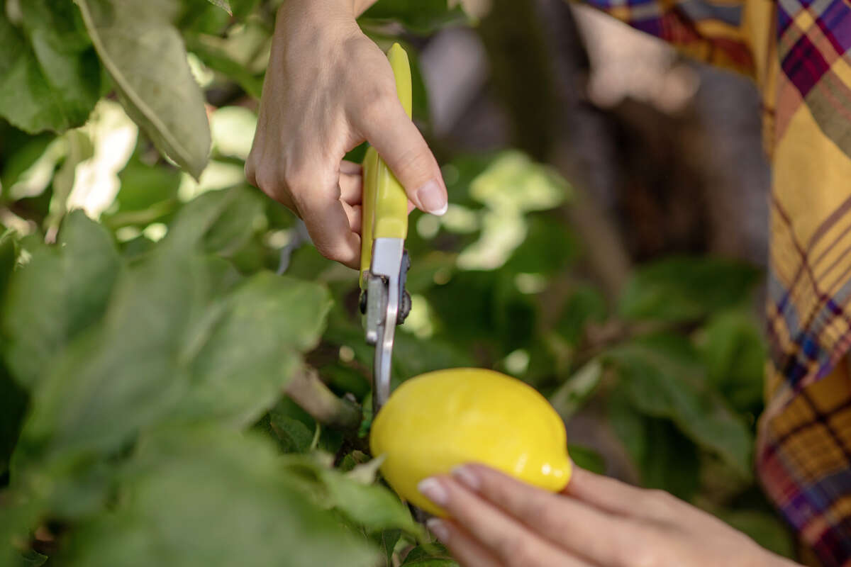 Potatura limone: come funziona e come farla bene | Geier