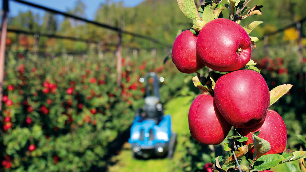 Mele Trentino Alto Adige, impariamo a conoscerle meglio | Geier
