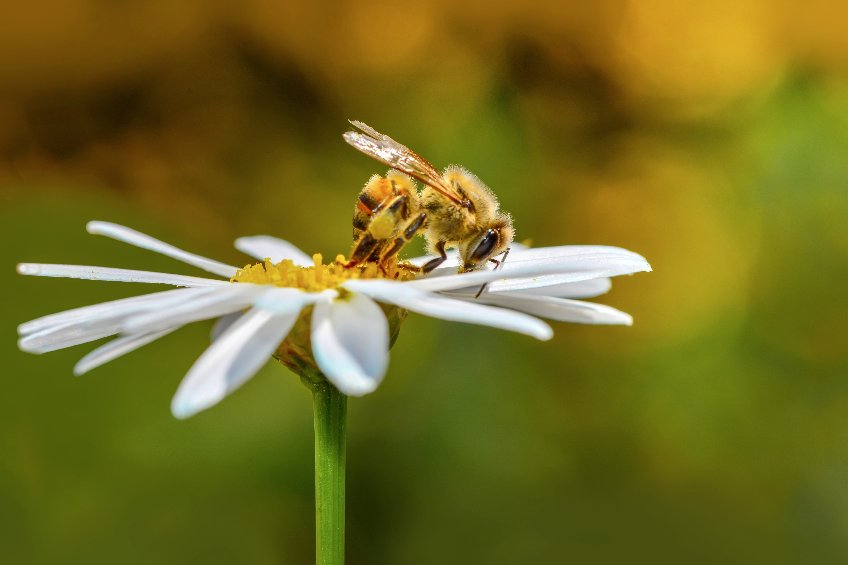 Insekten: Wichtiger Bestandteil des Ökosystems | Geier