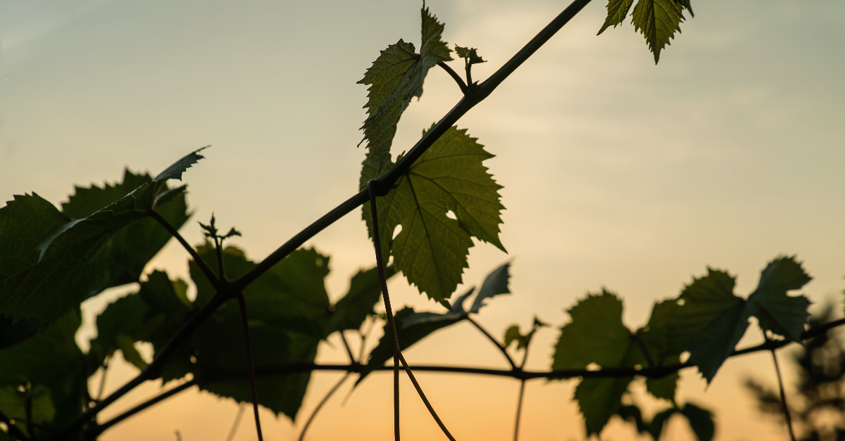 Boden, Lage, Terroir Die Qualitätstreiber im Weinbau | Geier