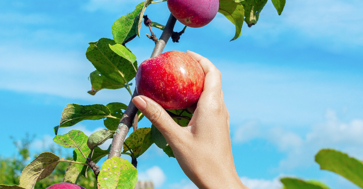 Südtiroler Apfelernte Moderne Technologien im Obstbau als effiziente ...